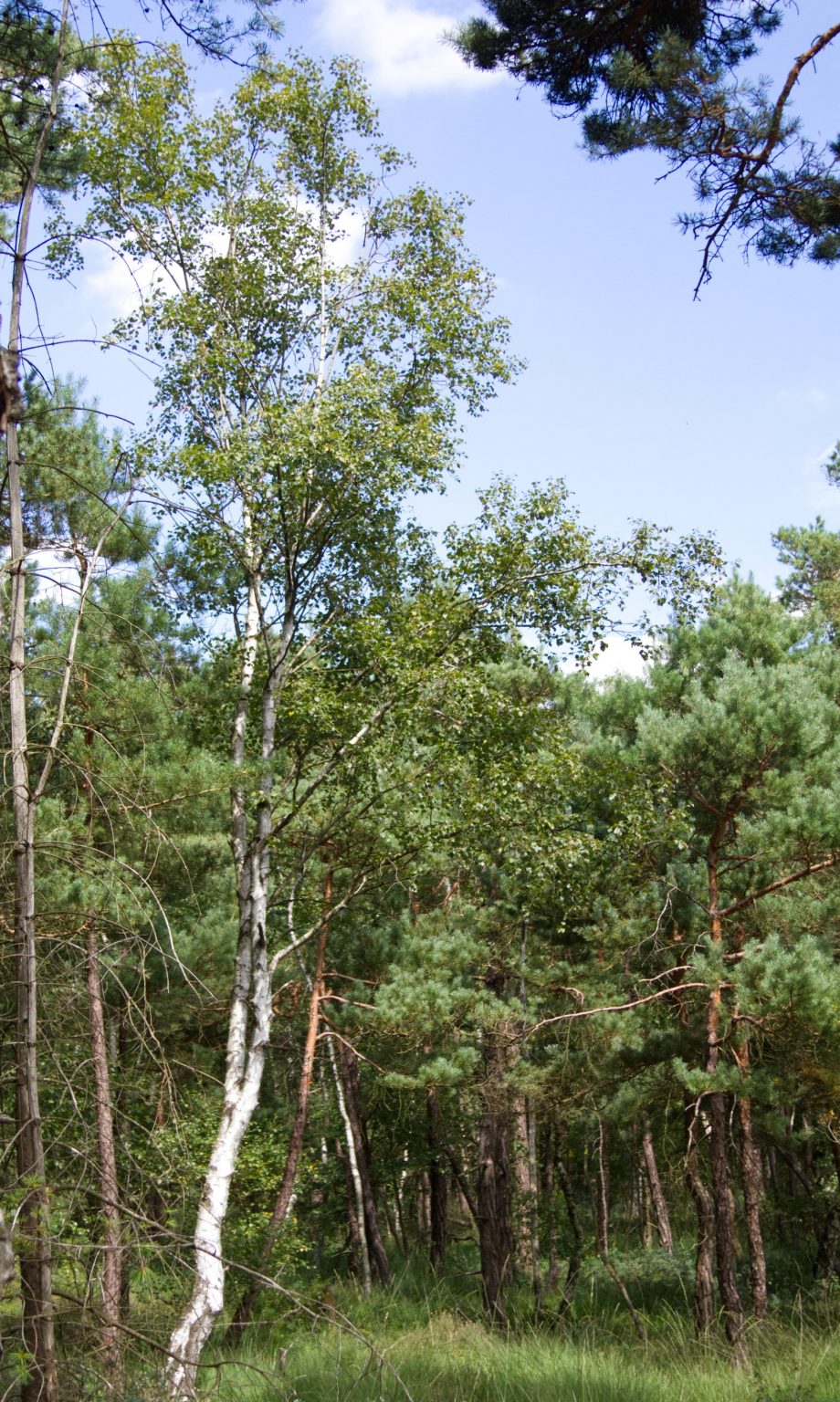Die Moorbirke, der Baum des Jahres 2023 | Mein-Lemgo