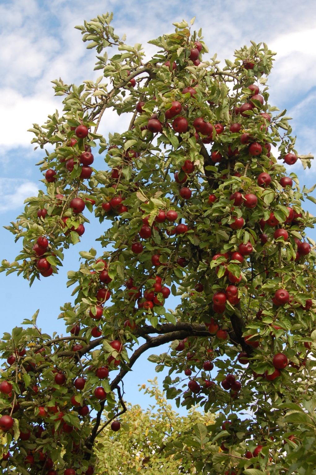 Exkursion mit Kostprobe alter Apfelsorten | Mein-Lemgo